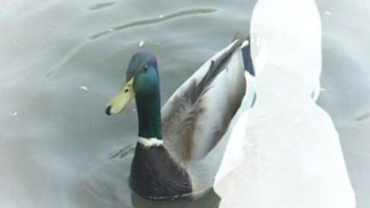 CBeebies - Boogie Beebies, Do the Duck