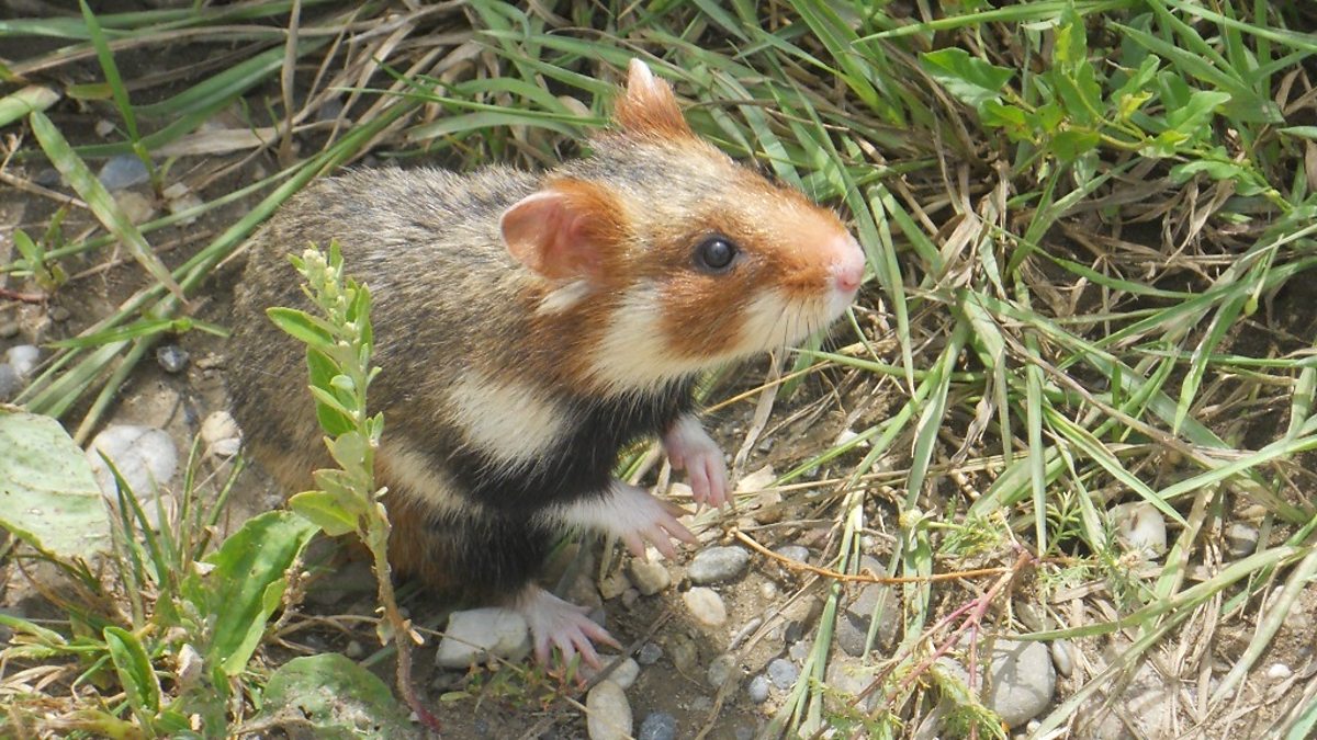 BBC Radio 4 - Shared Planet, Can We Save It All?, The Giant Hamster