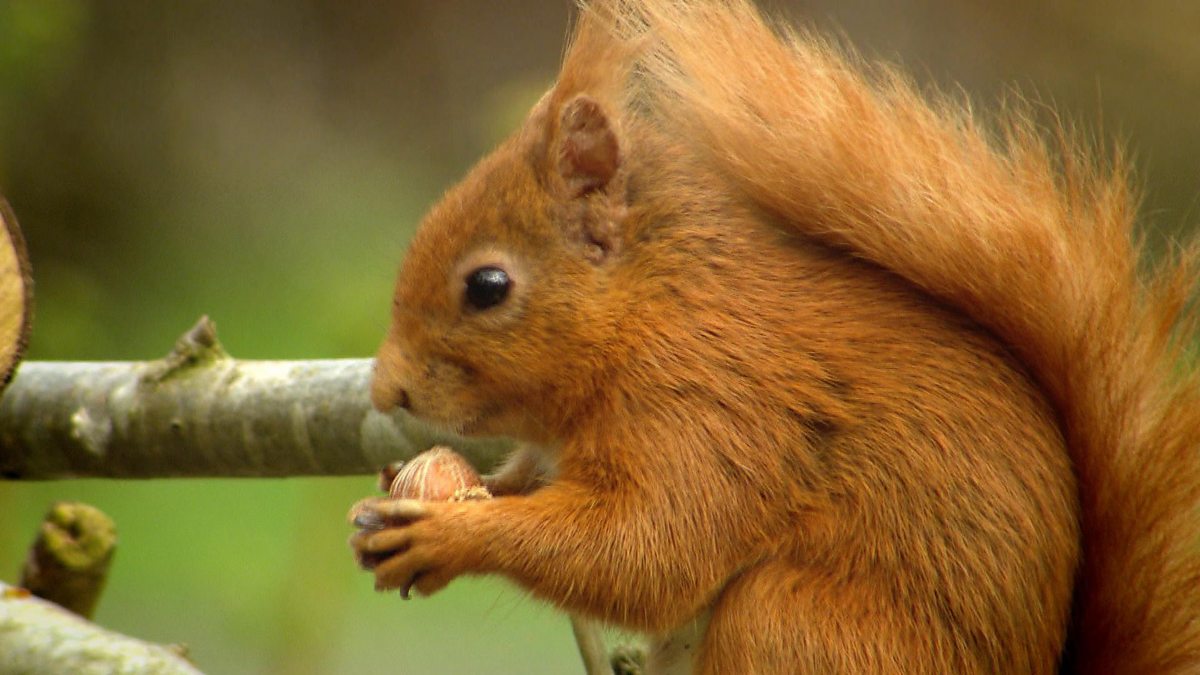 BBC Two - Midsummer Live, The red squirrels of Dundee