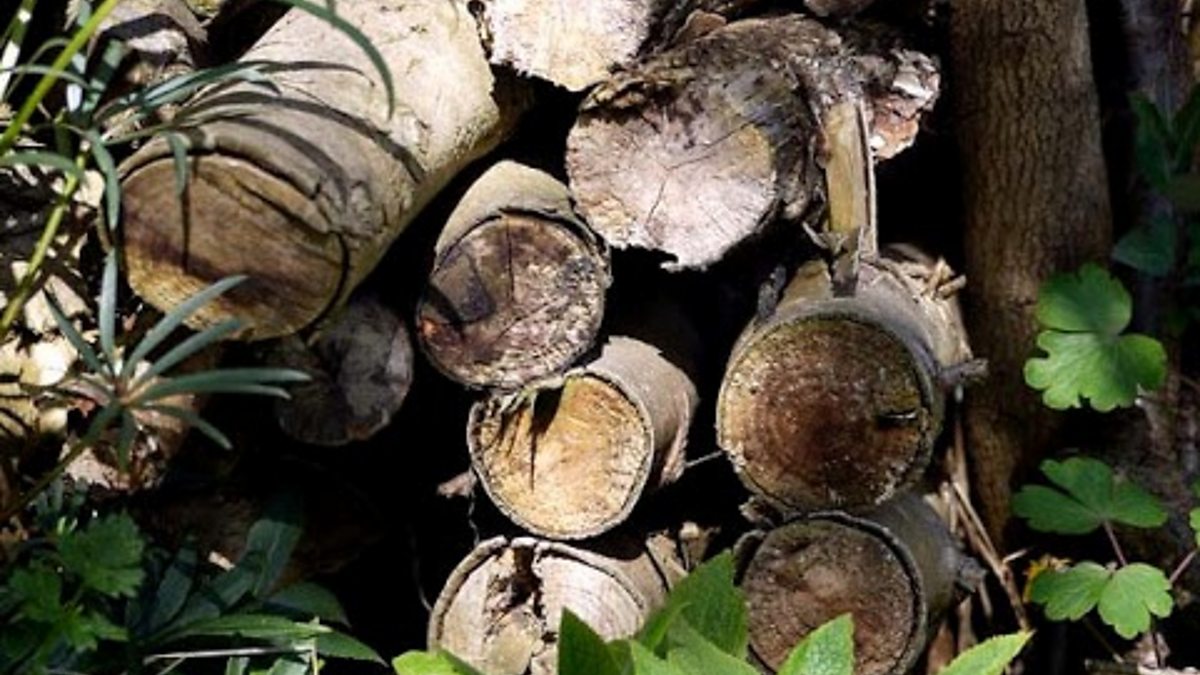 BBC Radio 4 - Small log pile - Habitat for insects - A Guide to Garden ...