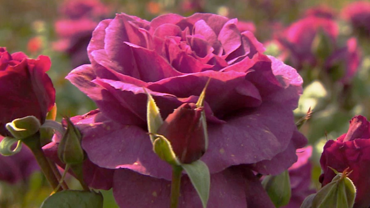 BBC One - Hampton Court Palace Garden Festival, 2013, Episode 2 ...