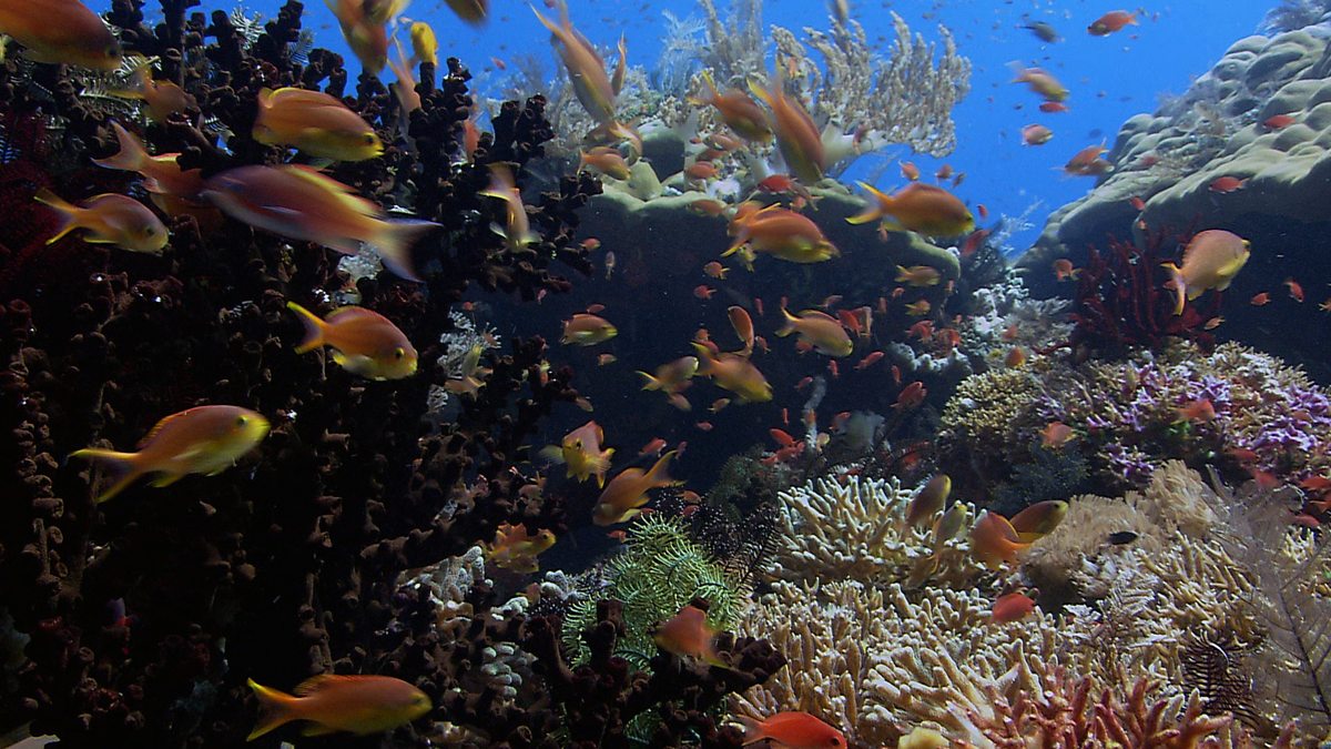 BBC Two - Wonders of Nature, Underwater World - Environment, The ...