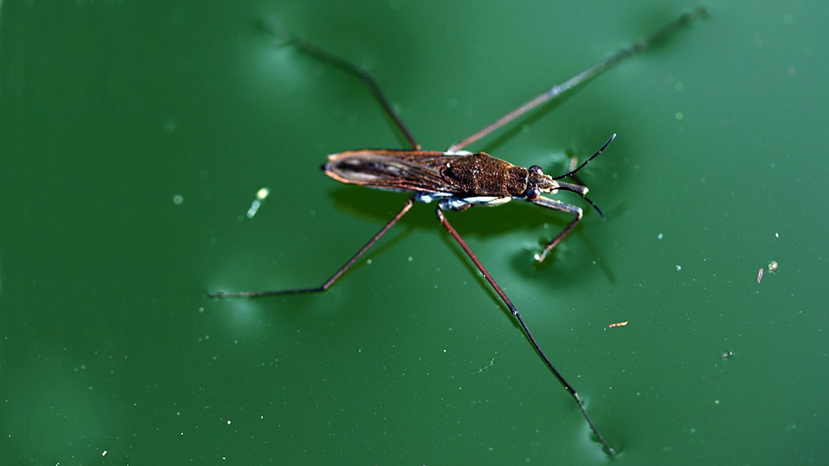 BBC Radio 4 Extra - A Guide to Garden Wildlife, 2. Ponds, Pond life or ...