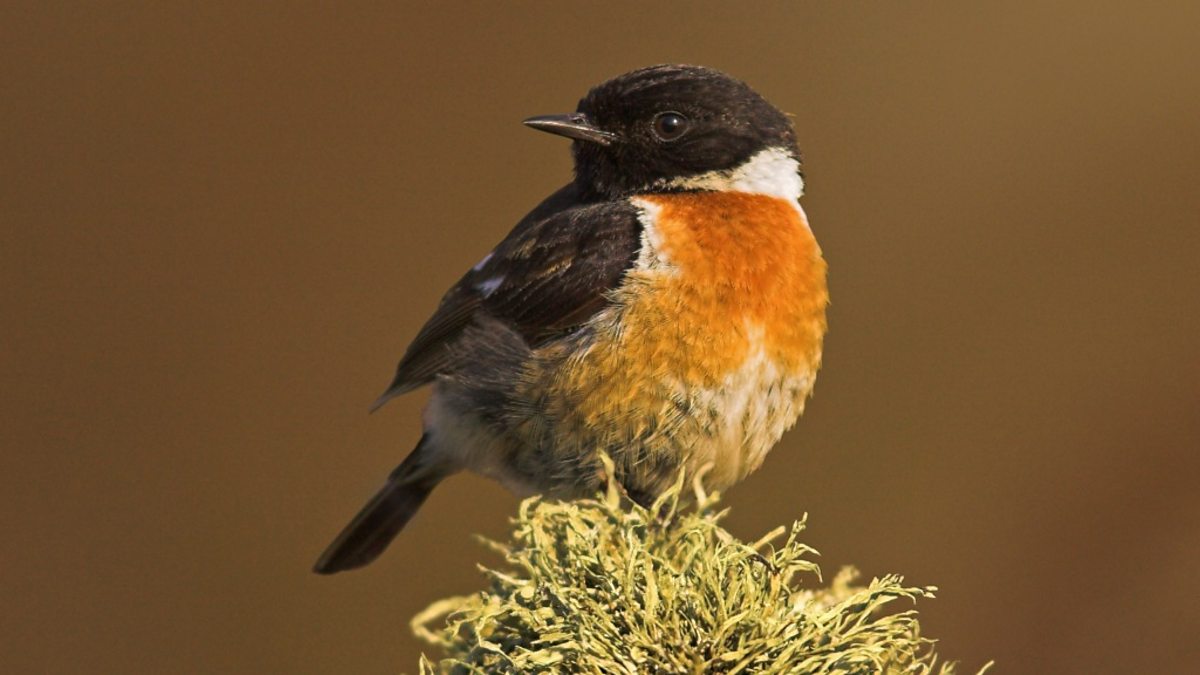BBC Radio 4 - Tweet of the Day, Tweet of the Day - British Birds ...