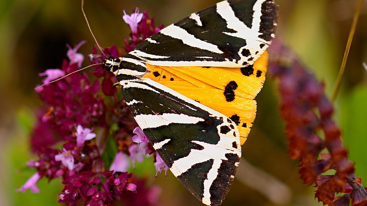 BBC Two - Jersey tiger moth - Springwatch, Springwatch Guide to ...
