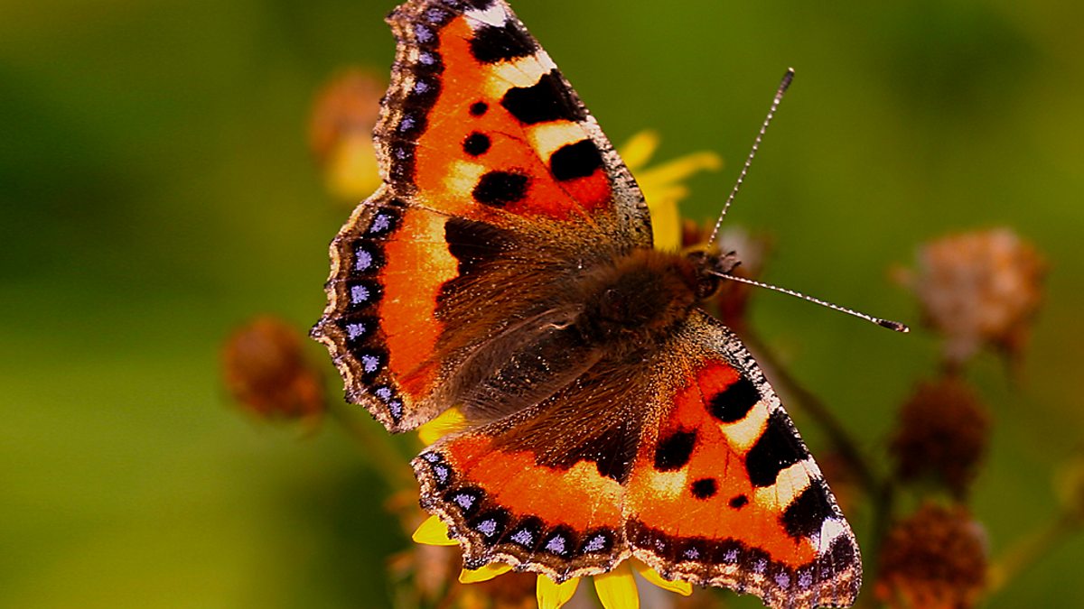 BBC Two - Springwatch, Springwatch Guide to Butterflies and Moths, UK ...