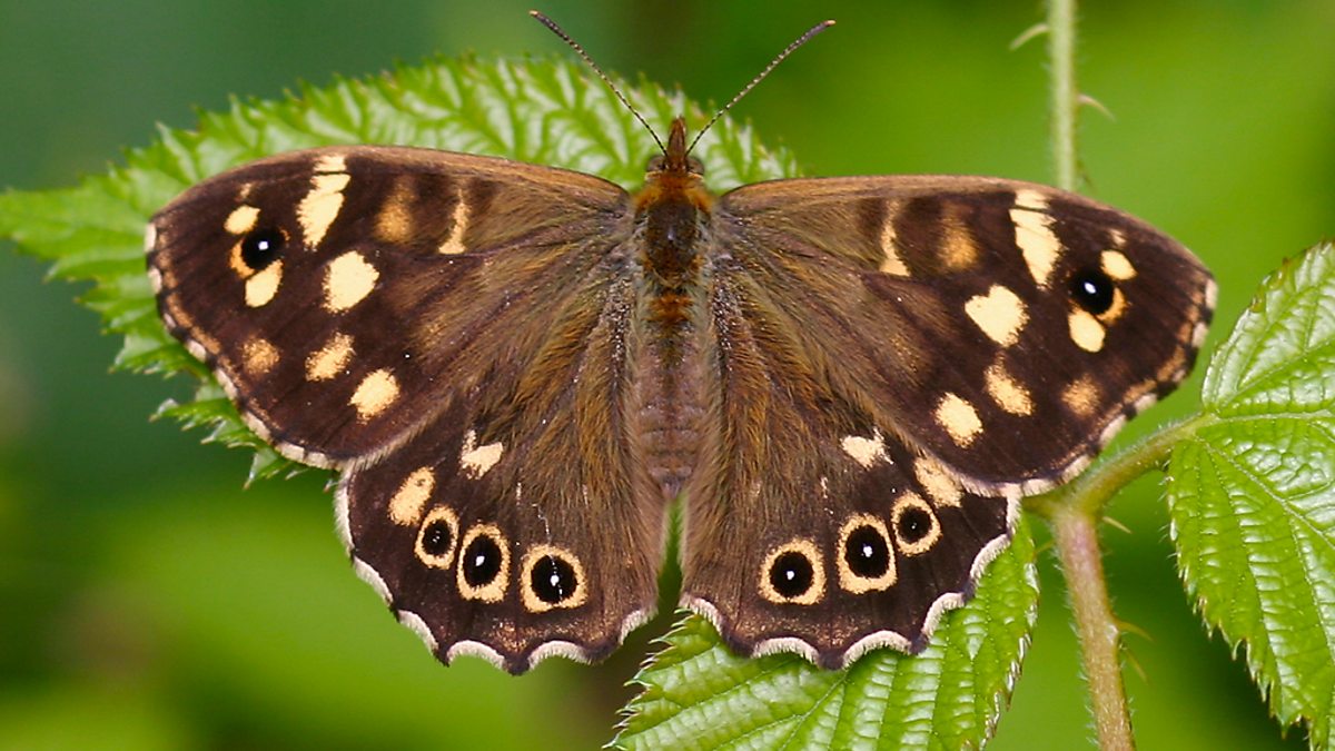 BBC - Speckled wood butterfly (female) - UK butterfly collection