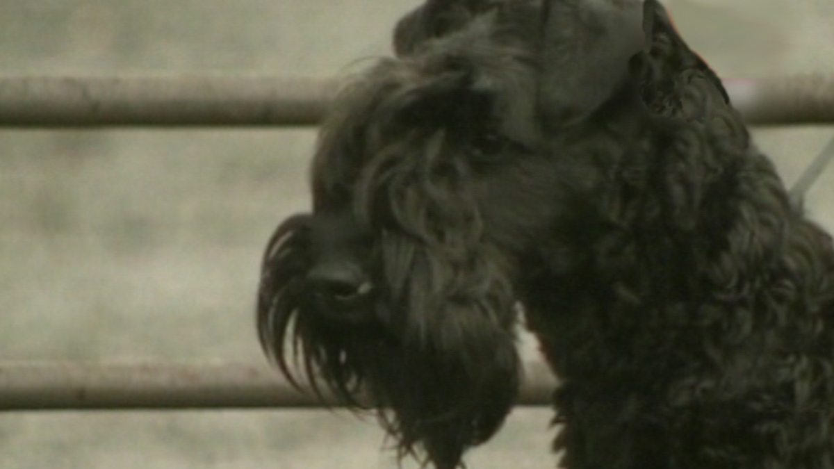 BBC Two - Key Stage Three Bitesize Revision, Science 1, Selective ...
