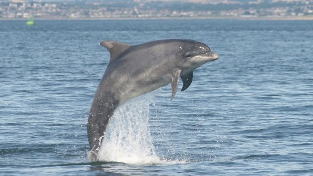 BBC Radio 4 - Today, 23/07/2013, Dolphin calls 'unique and interesting'