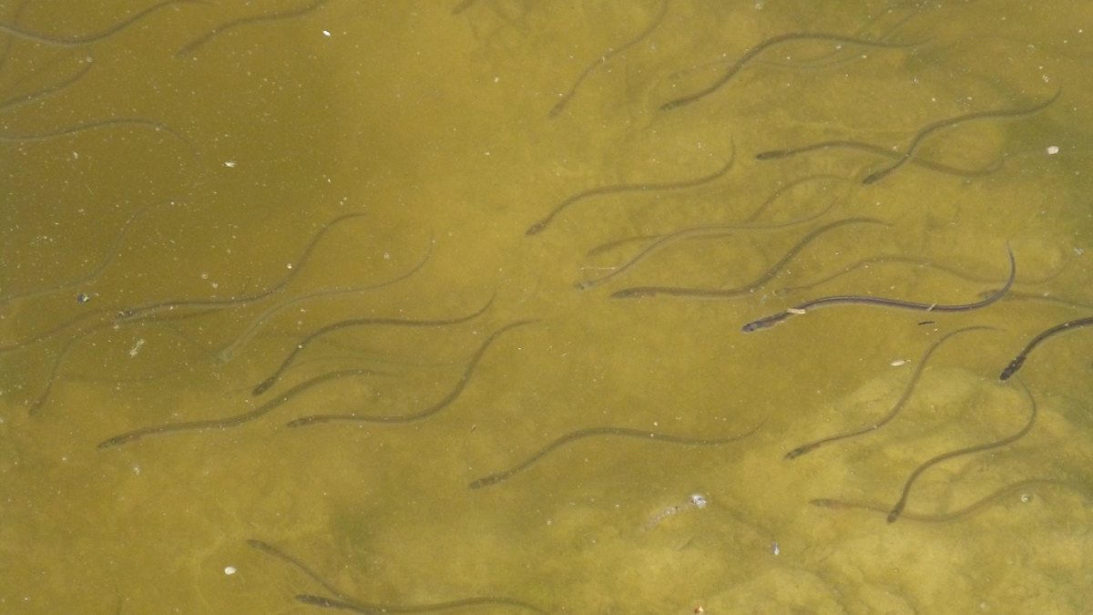 BBC Radio 4 - Shared Planet, What Is Sustainability?, Elvers on the ...