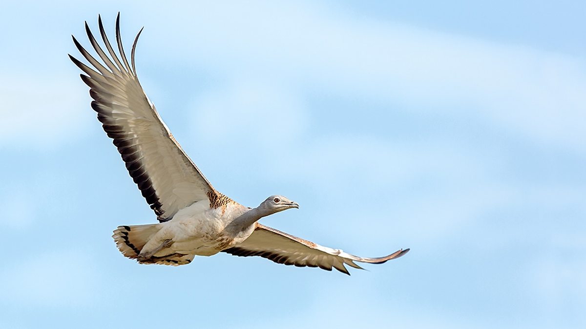BBC Radio 4 - Great Bustard in flight - Open Country, Salisbury Plain ...
