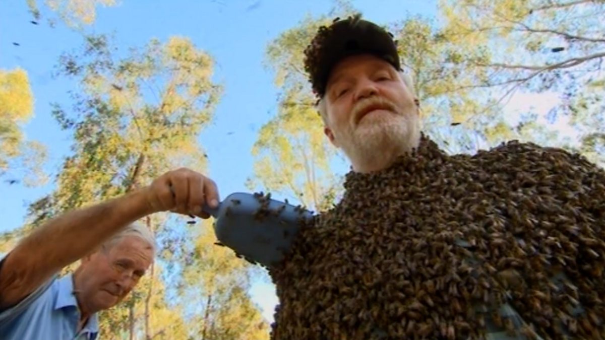 BBC One - Ultimate Swarms, Into the swarm