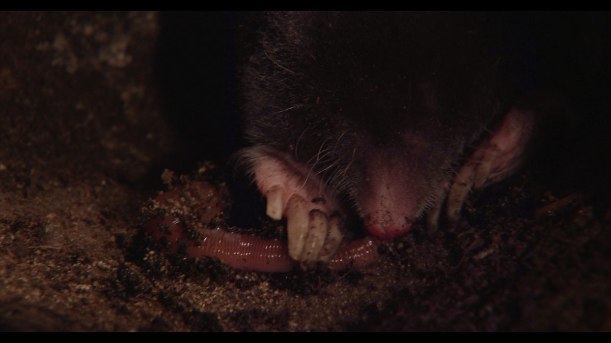 BBC Radio 2 - The Chris Evans Breakfast Show, Moles and Manics ...