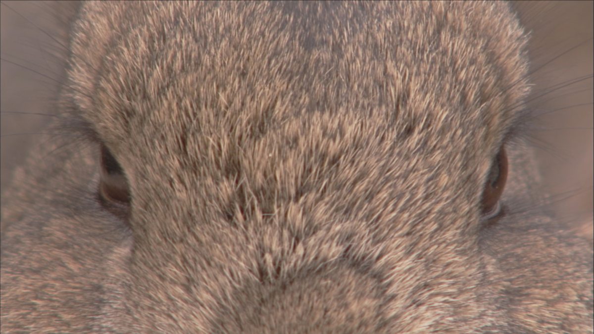 BBC Two - The Rabbit Gallery - The Burrowers: Animals Underground - The ...
