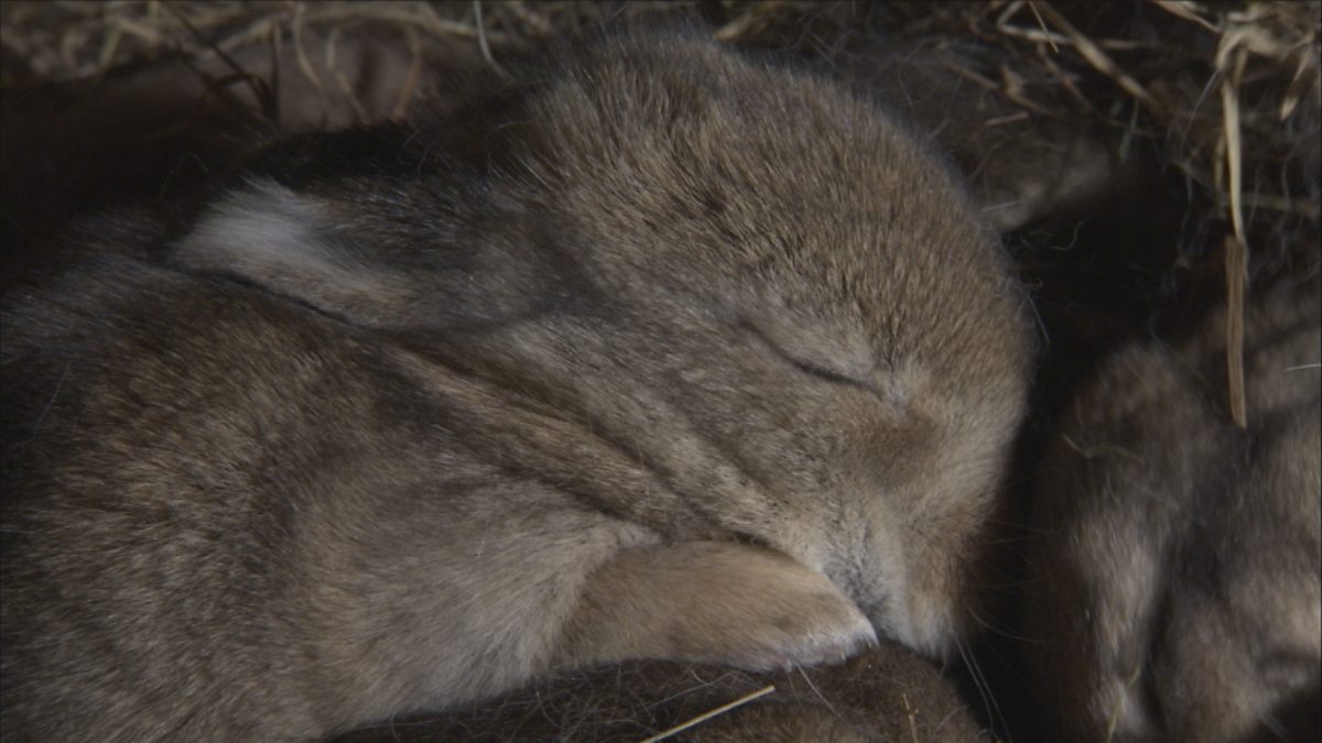 BBC Two - The Burrowers: Animals Underground, The Rabbit Gallery - The ...