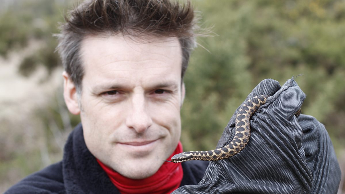 BBC One - Britain's Big Wildlife Revival - Nick Baker