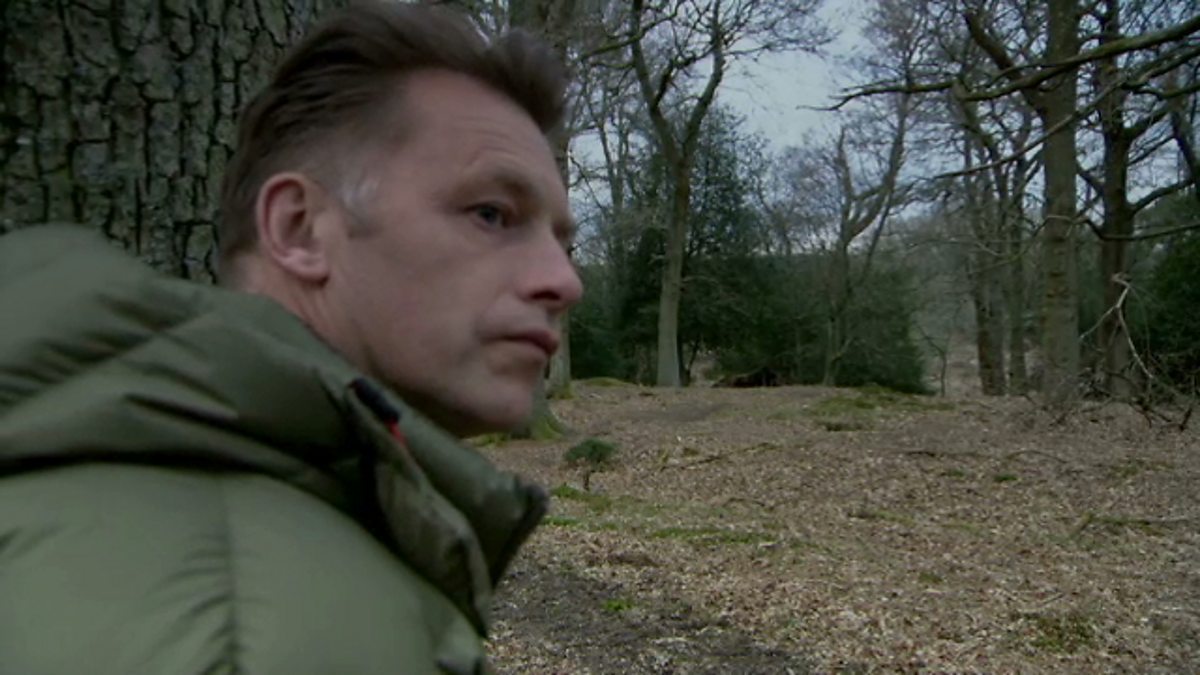 BBC Two - The Burrowers: Animals Underground, How to spot badgers