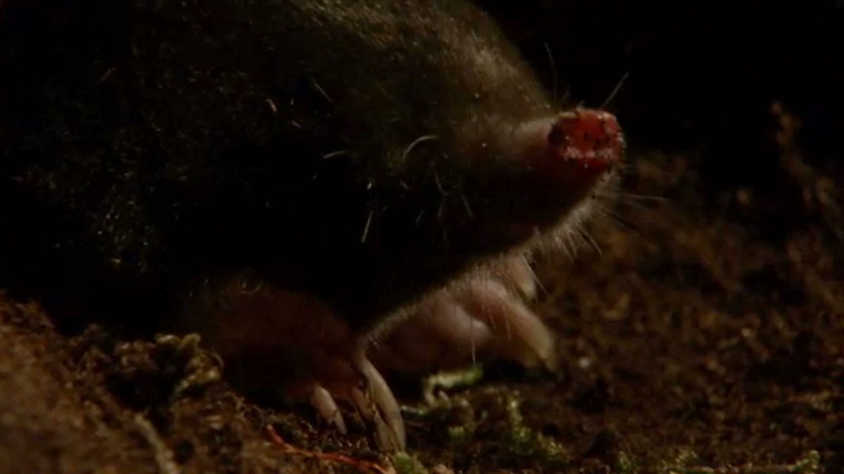 BBC Two - The Burrowers: Animals Underground, Moles: the ultimate ...
