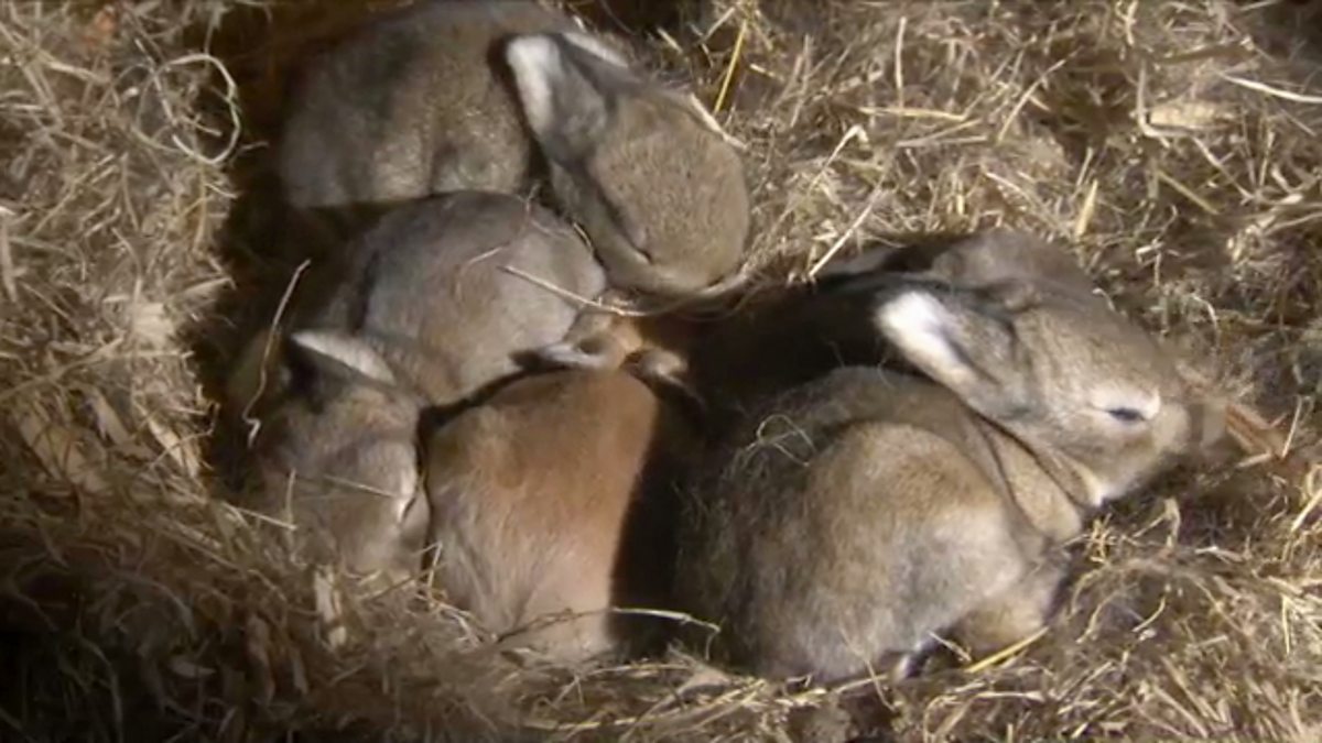 BBC Two - The Burrowers: Animals Underground, A rabbit breeding factory