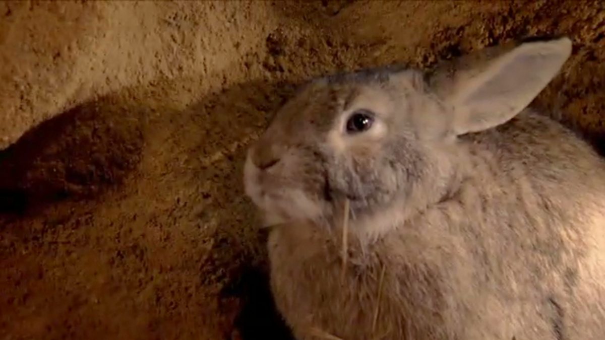 BBC Two - The Burrowers: Animals Underground, The rabbit mother