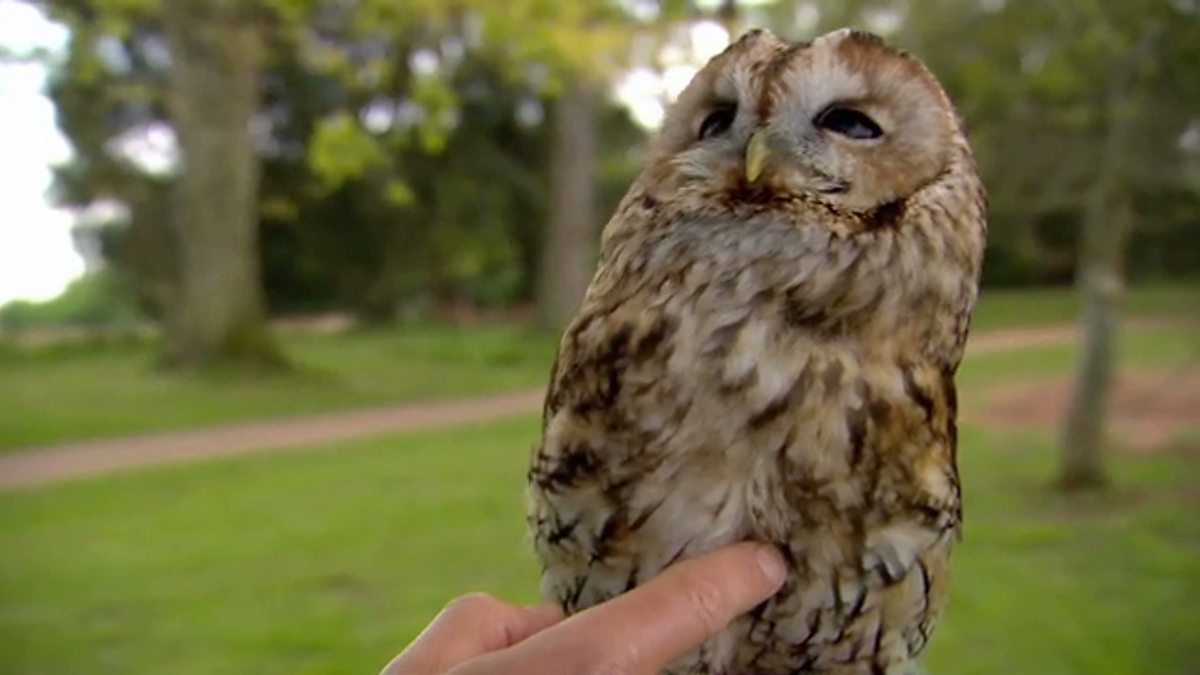 BBC Two - The Burrowers: Animals Underground, What owls can teach us ...