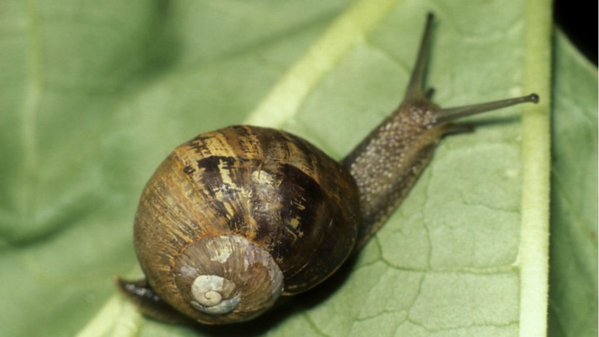 BBC Radio 5 Live - 5 Live Breakfast, 23/08/2013, How fast do snails move?