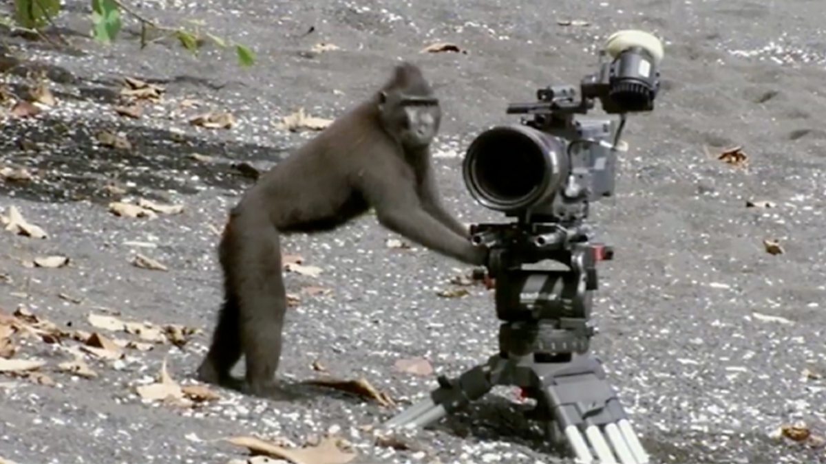 BBC Two - Natural World, 2013-2014, Meet the Monkeys, Mischievous monkeys