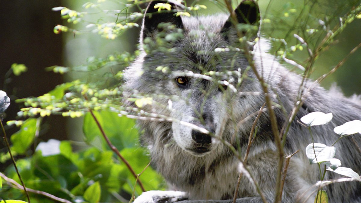 BBC Radio 7 - The Company of Wolves