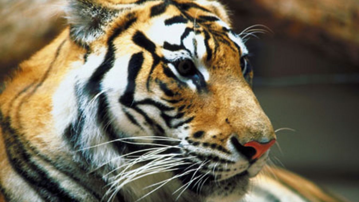 BBC Radio Ulster - The Tiger Who Came to Tea