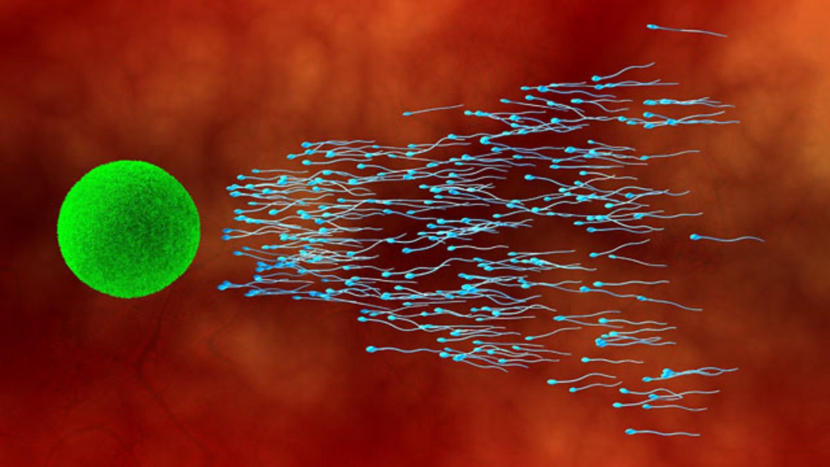 BBC World Service - The Documentary, The 66 Club, The 66 Club