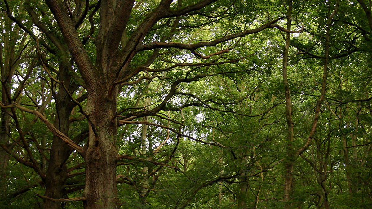 BBC Radio 4 - Frontiers, The First Forests