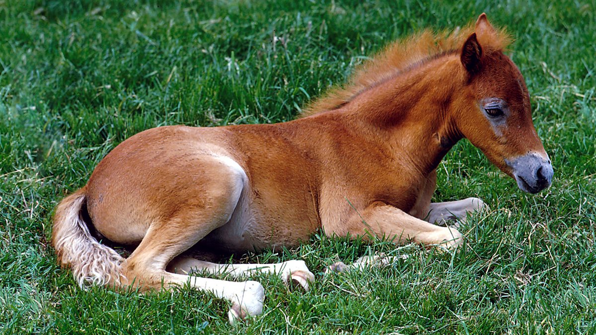 BBC Radio 4 - Mind Changers, Case Study: Little Hans