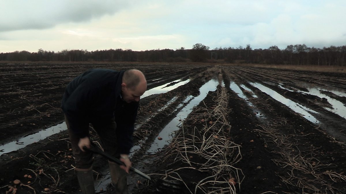 BBC Two - Harvest, Harvest 2013, Vegetables: 'The Goodness of the Earth ...