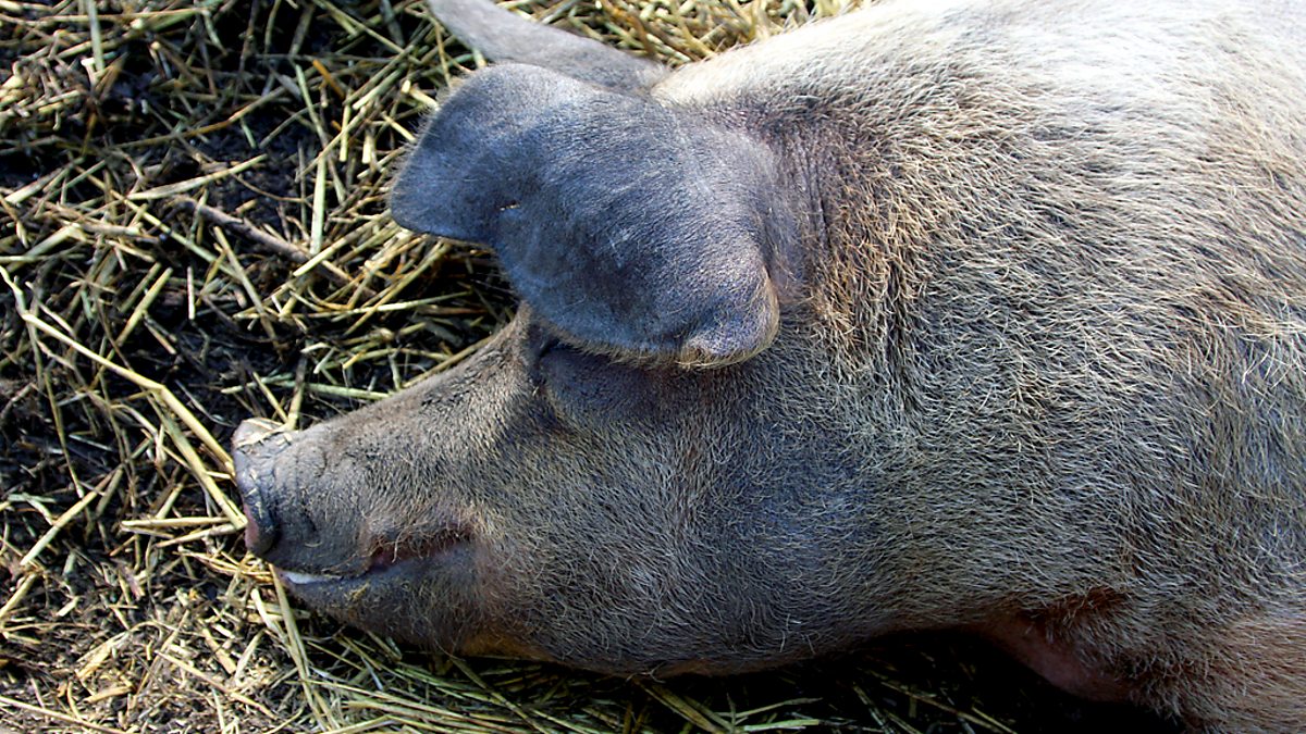 BBC Radio 4 - The Food Programme, Pigs