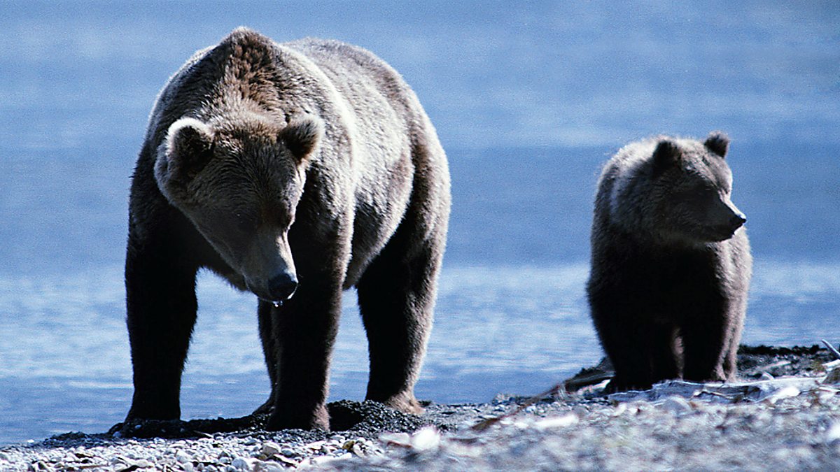 BBC Radio 4 - A Life With ..., Series 4, Bears