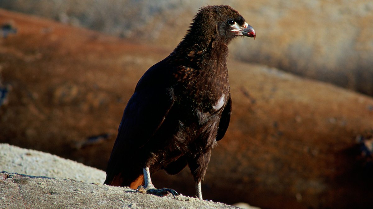 BBC Radio 4 - Living World, Johnny Rook - A Lovable Rogue