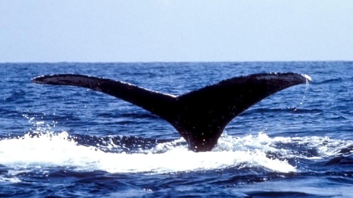 BBC Four - Whale Hunters