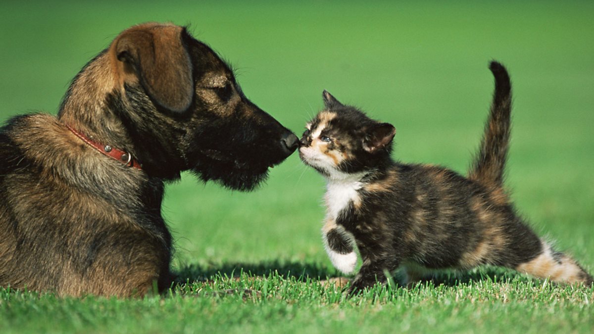 BBC Radio 4 - Debating Animals, Series 1, The Cat and the Dog