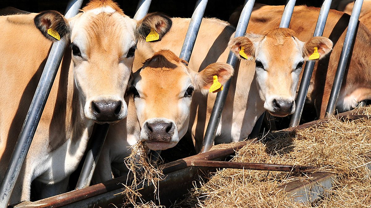 BBC Radio 4 - The Food Programme, Farming on the Urban Fringe