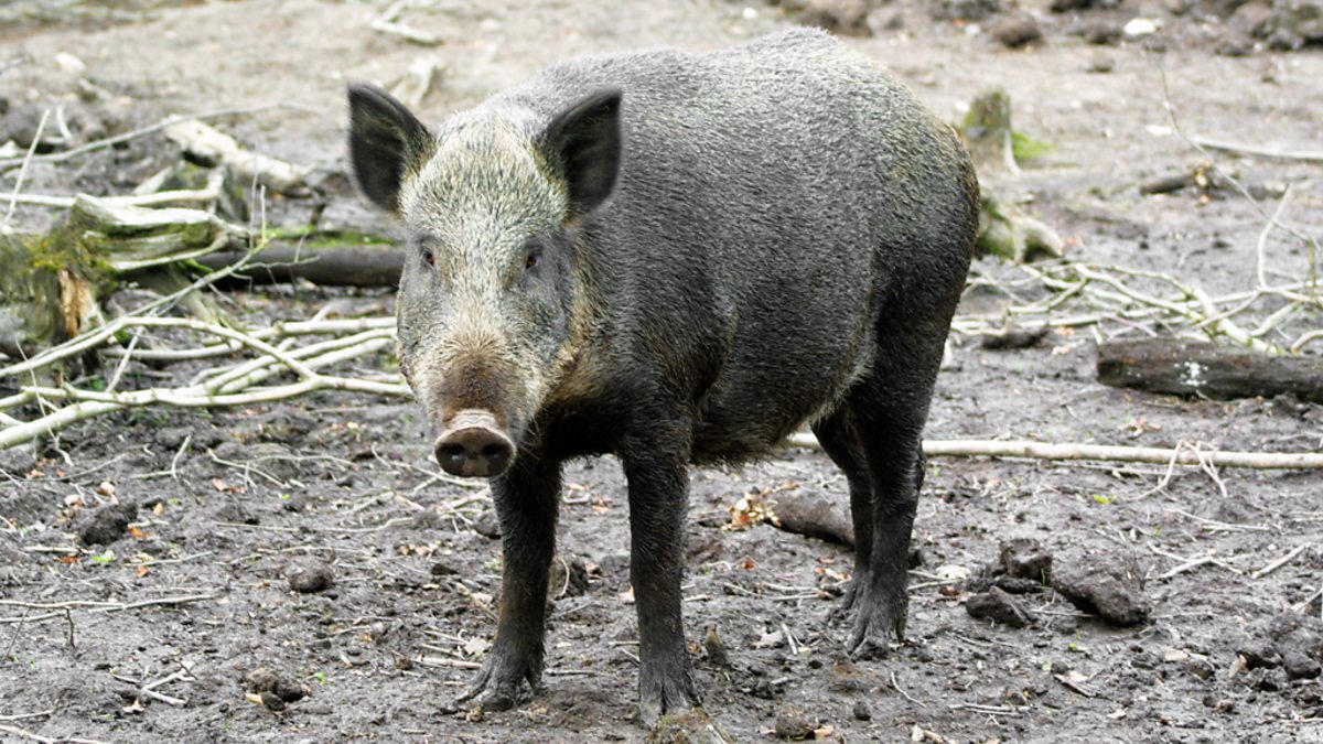 BBC Radio 4 - The Boar People