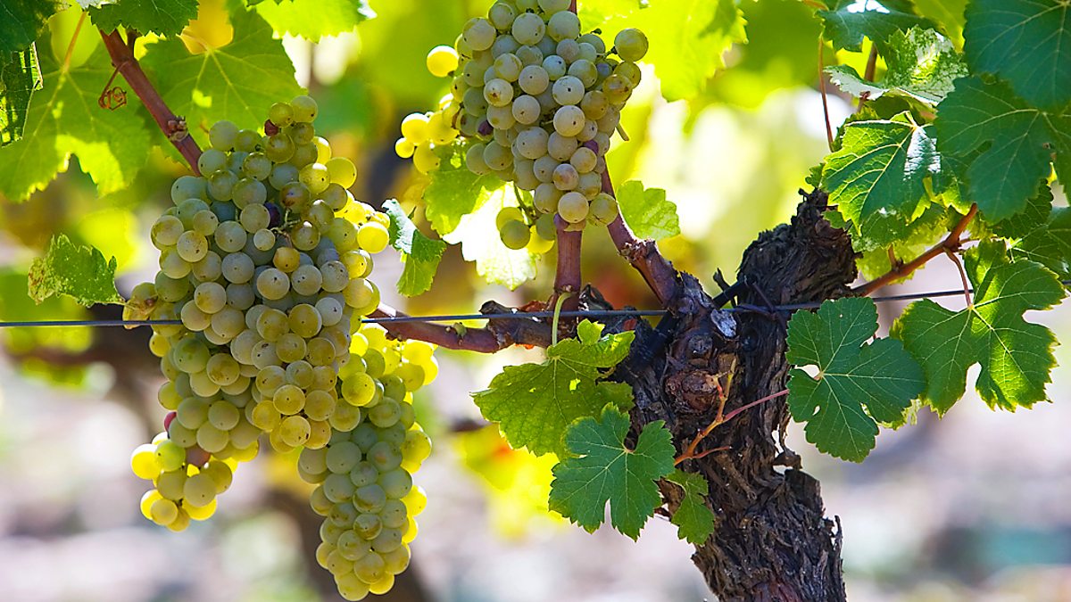 BBC Radio 4 - The Food Programme, Wine in the Recession