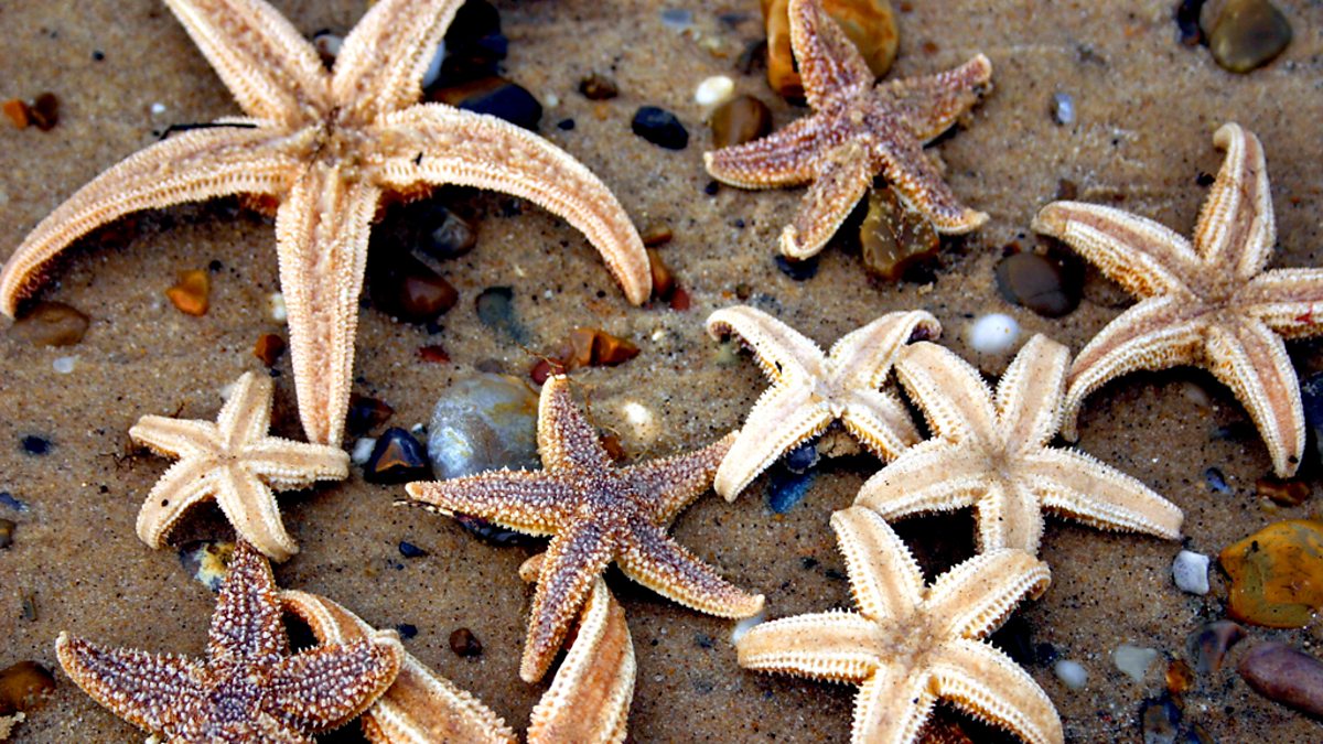 BBC Radio 4 - Living World, Starfish