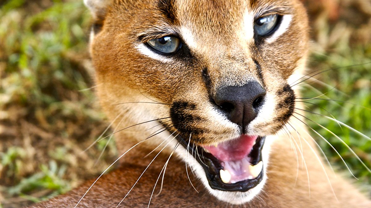 Deadly 60 - Series 1: 3. South Africa - BBC iPlayer