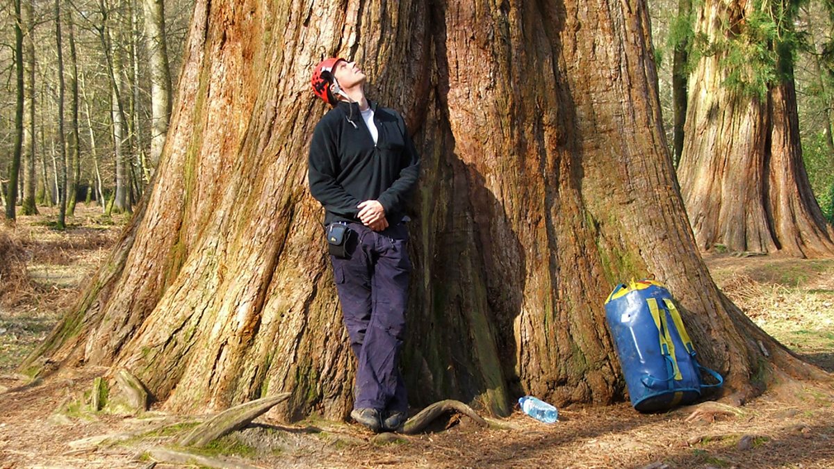 BBC Radio 4 - James and the Giant Tree