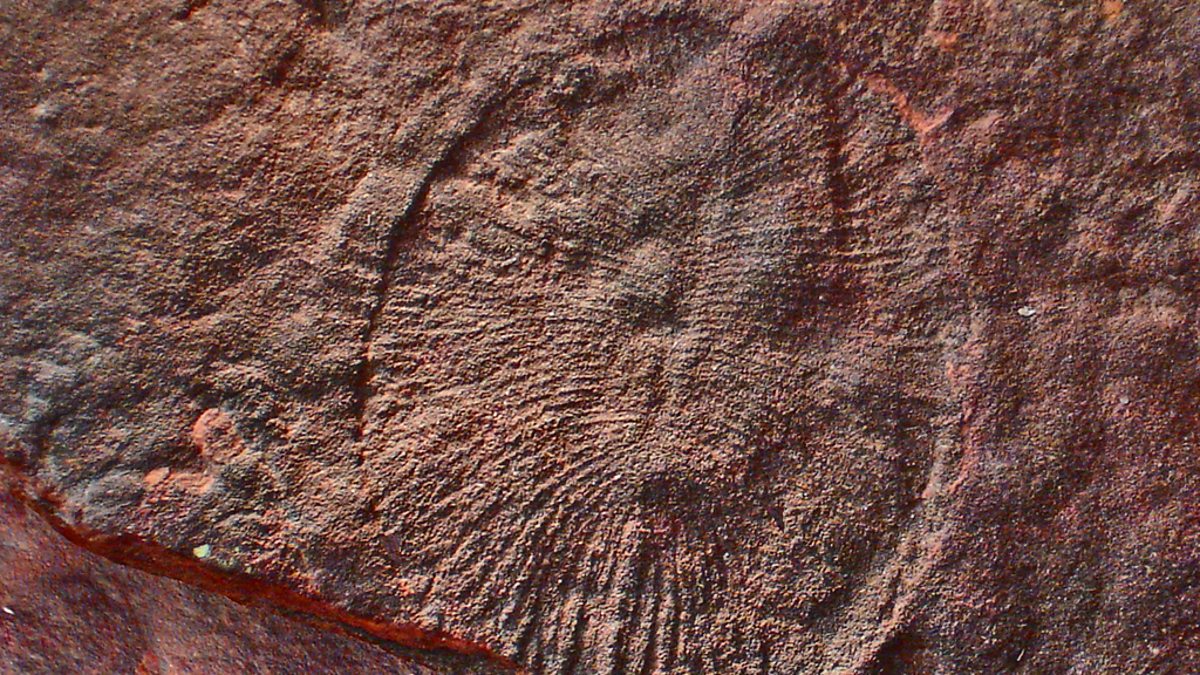 BBC Radio 4 - In Our Time, Ediacara Biota