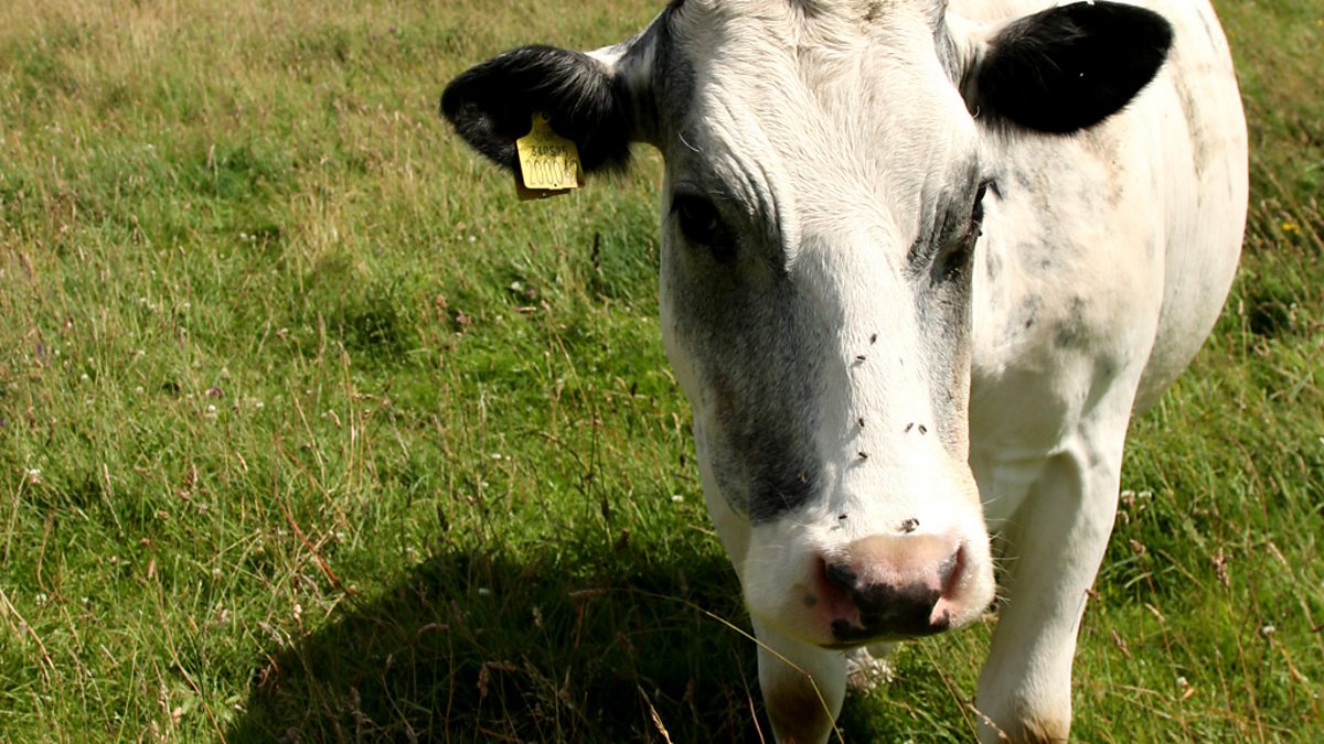 BBC Radio 4 - In Business, The Internet of Things, How to connect a cow ...