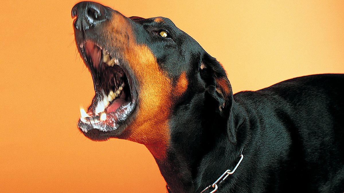 BBC Radio 4 - The Report, Dog Fighting