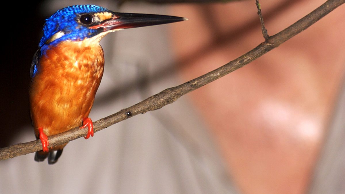 Deadly 60 - Series 1: 10. Malaysia - BBC iPlayer