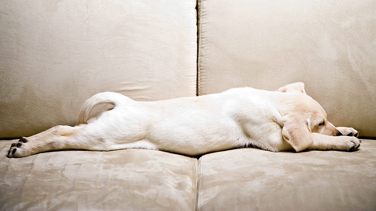 BBC Three - Britain's Most Embarrassing Pets