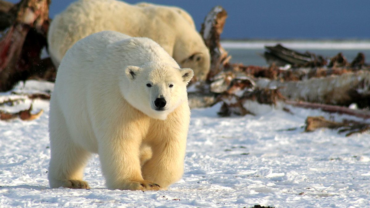 Deadly 60 - Series 1: 14. Alaska - BBC iPlayer